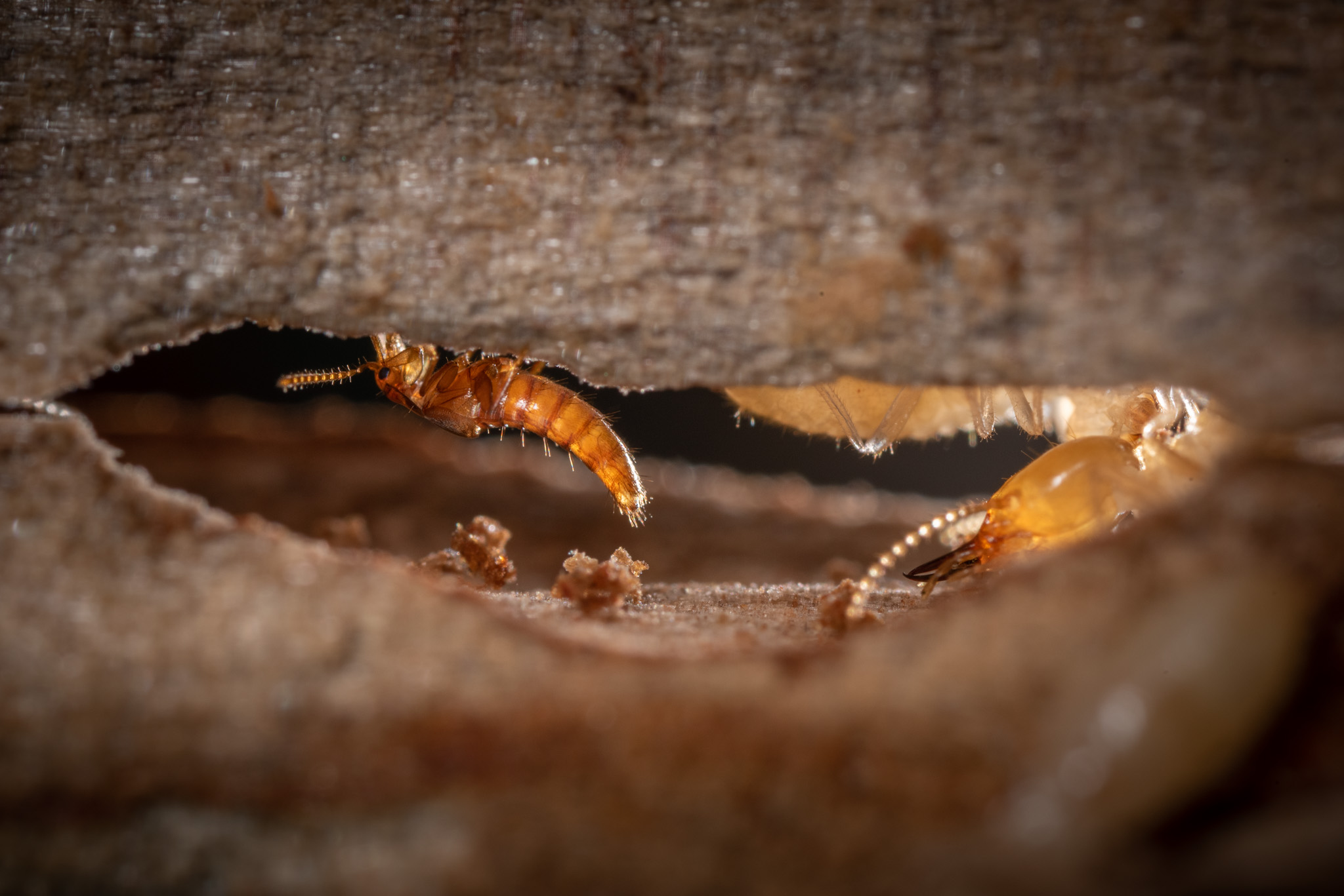 Aleocharinae | Insect Symbiosis Lab